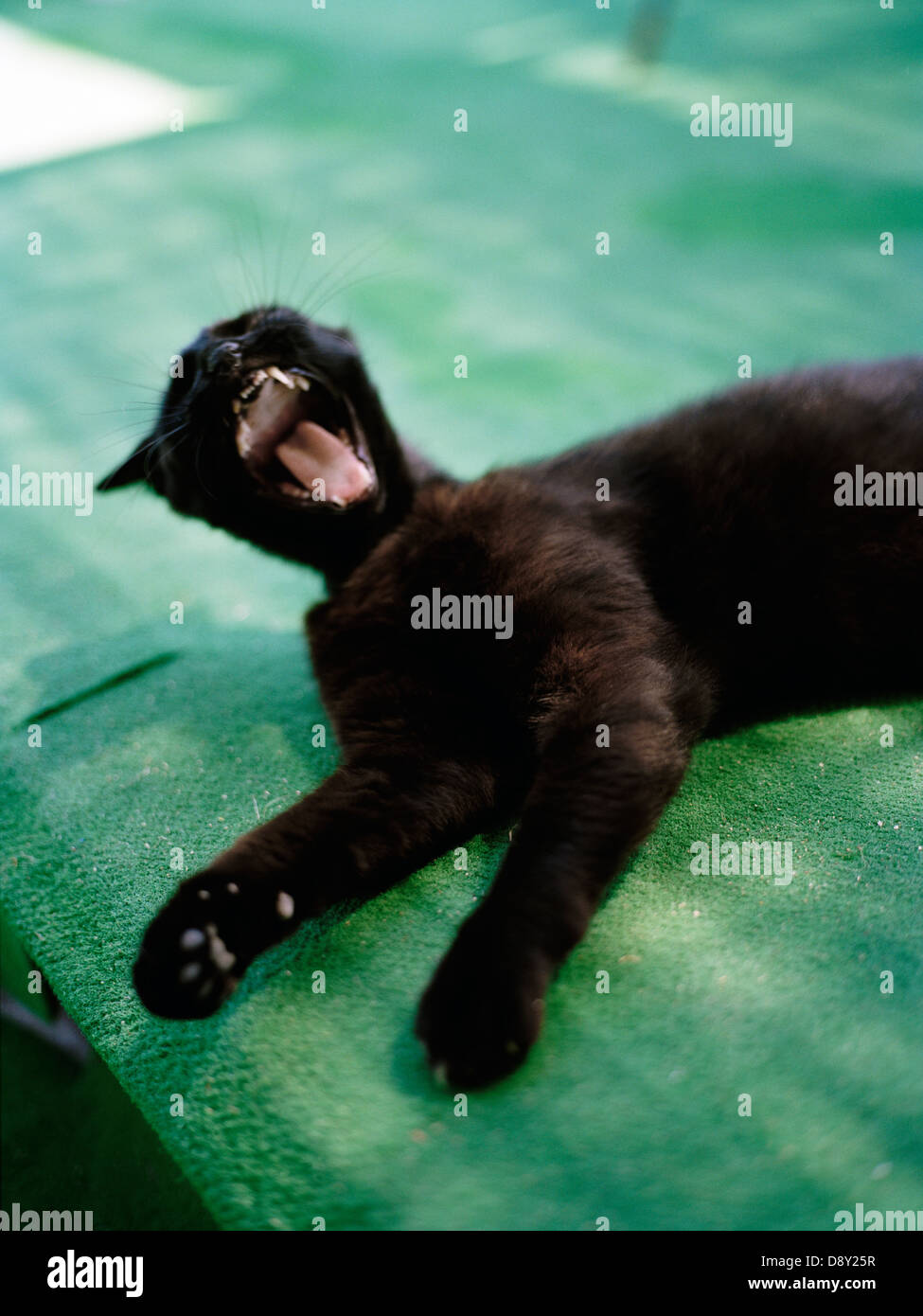 A yawning cat Stock Photo - Alamy