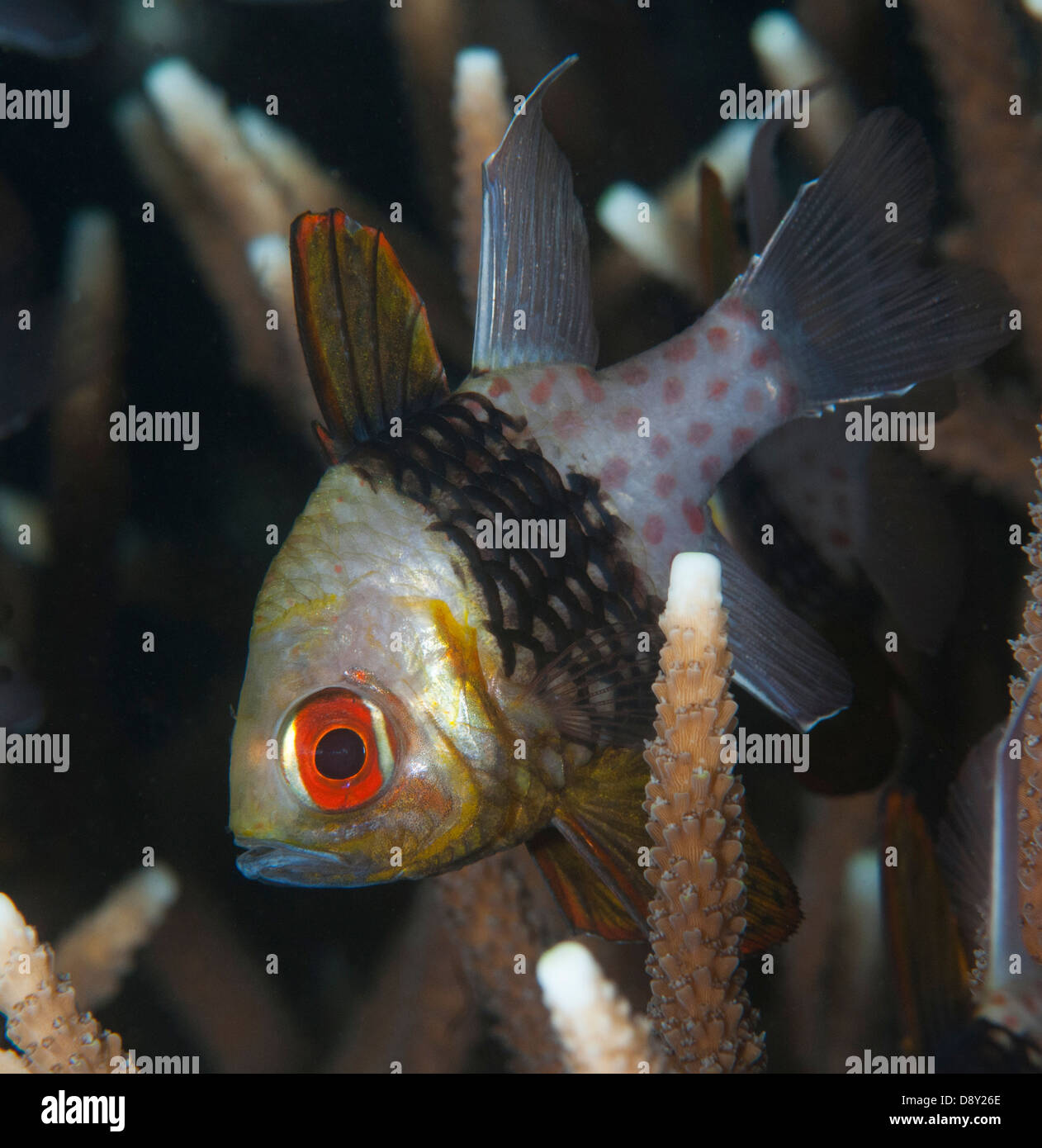 Osteichthyes Cardinalfish Cardinalfishes High Resolution Stock ...