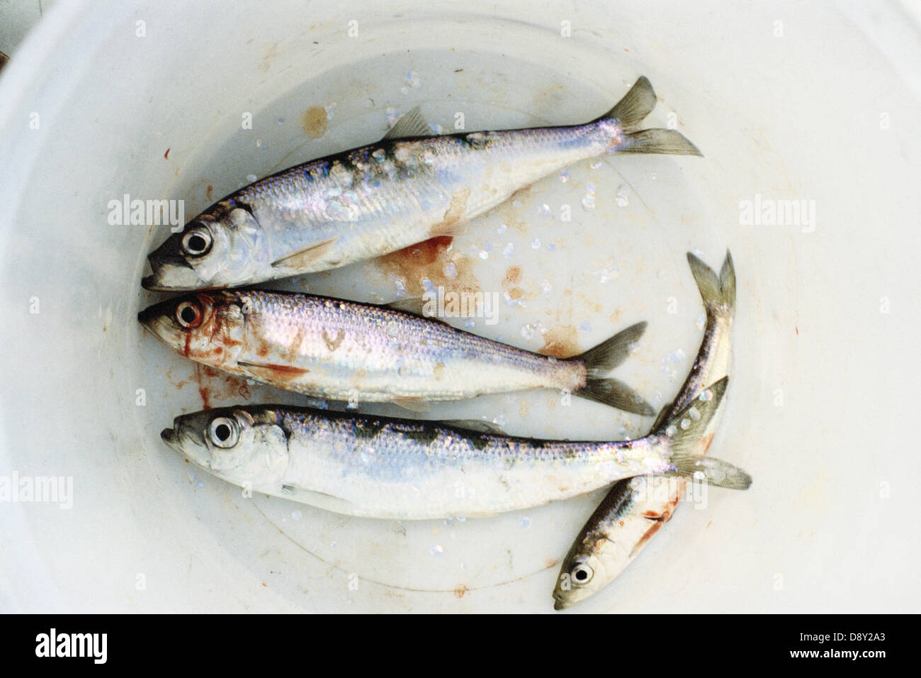 Caught fish photographed from above Stock Photo - Alamy