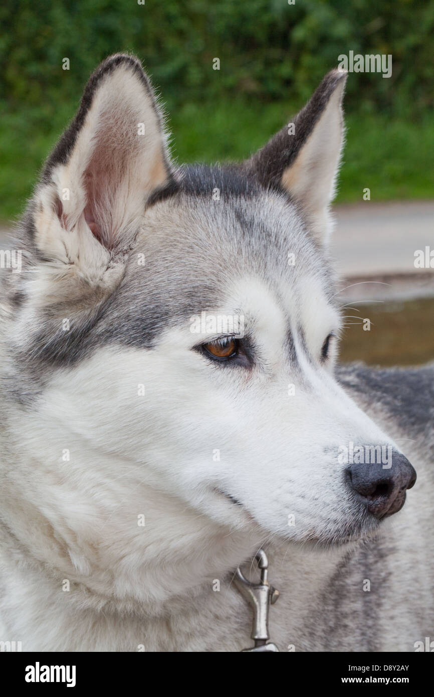 Siberian Husky (Canis lupus familiaris). Portrait Stock Photo - Alamy