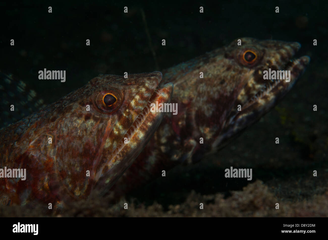 Osteichthyes dweller fishes floor indonesia kbr lembeh straits ...