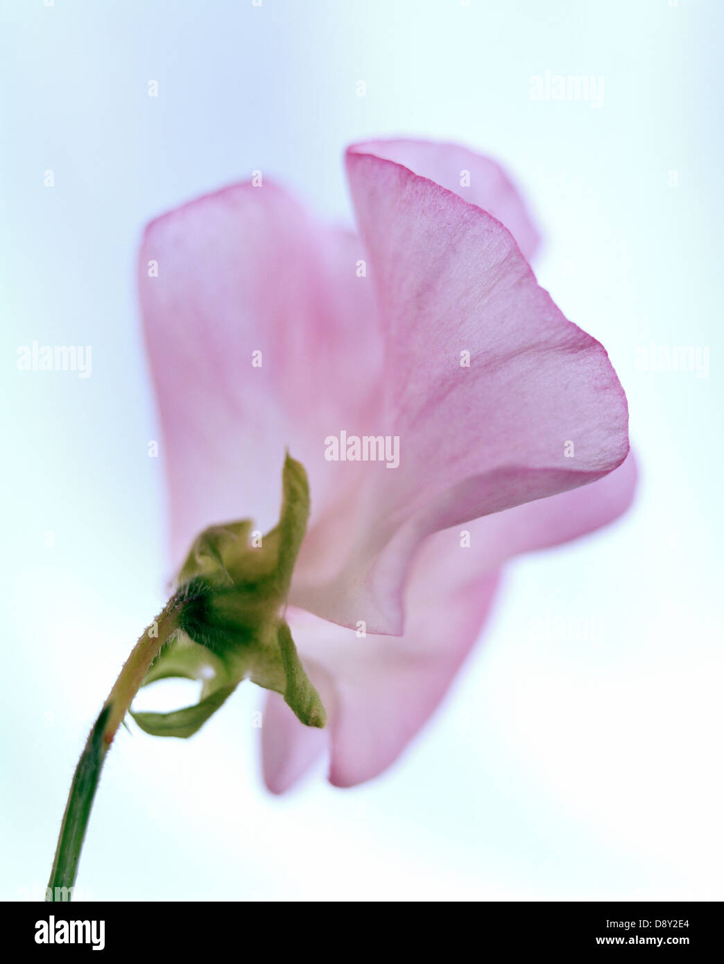 Close up sweet pea flower hi-res stock photography and images - Alamy
