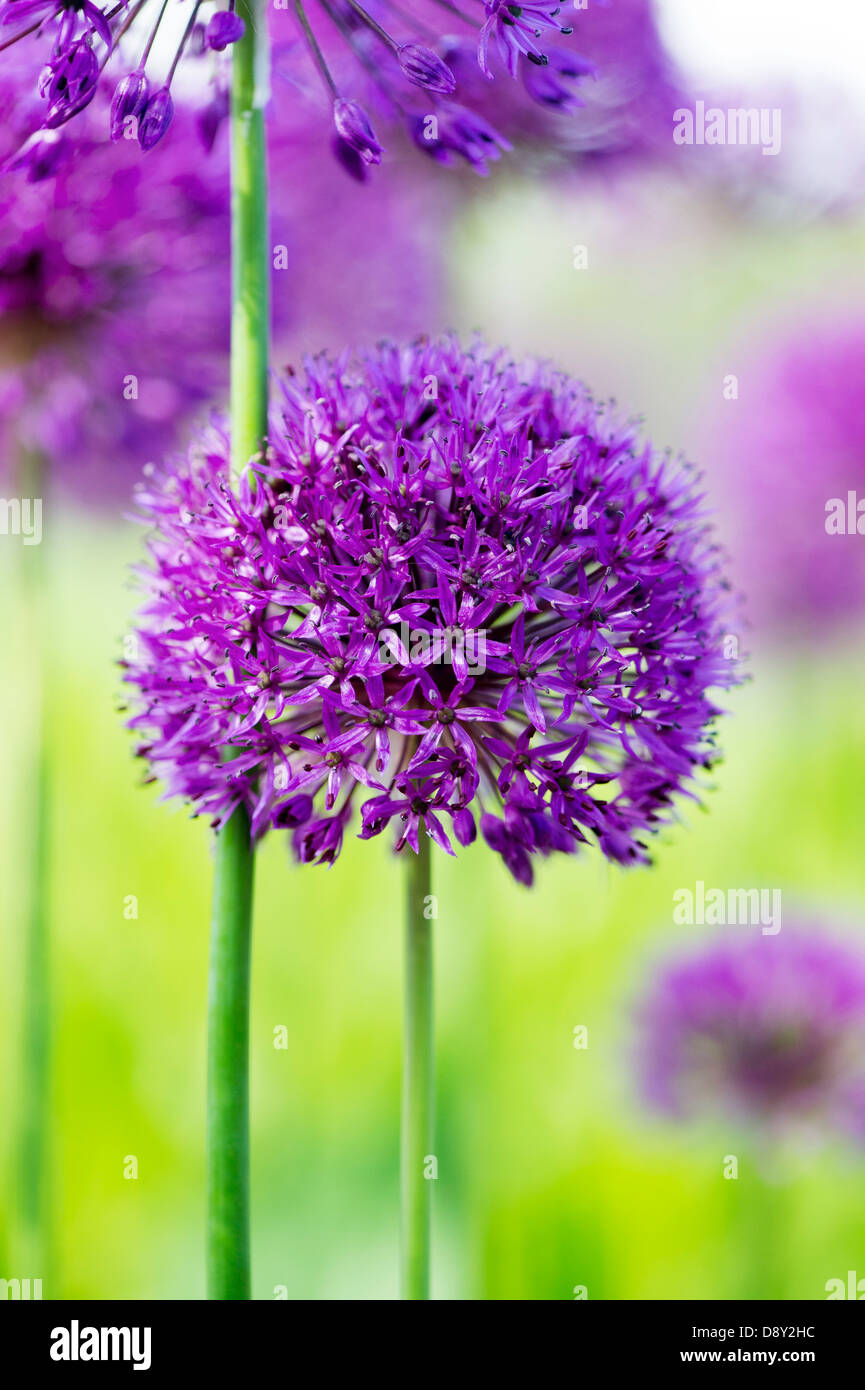 Allium hollandicum 'Purple Sensation'. Ornamental Onion flowers Stock ...