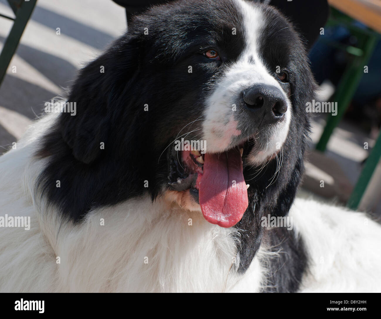 Portrait of a big landseer dog with tongue Stock Photo - Alamy