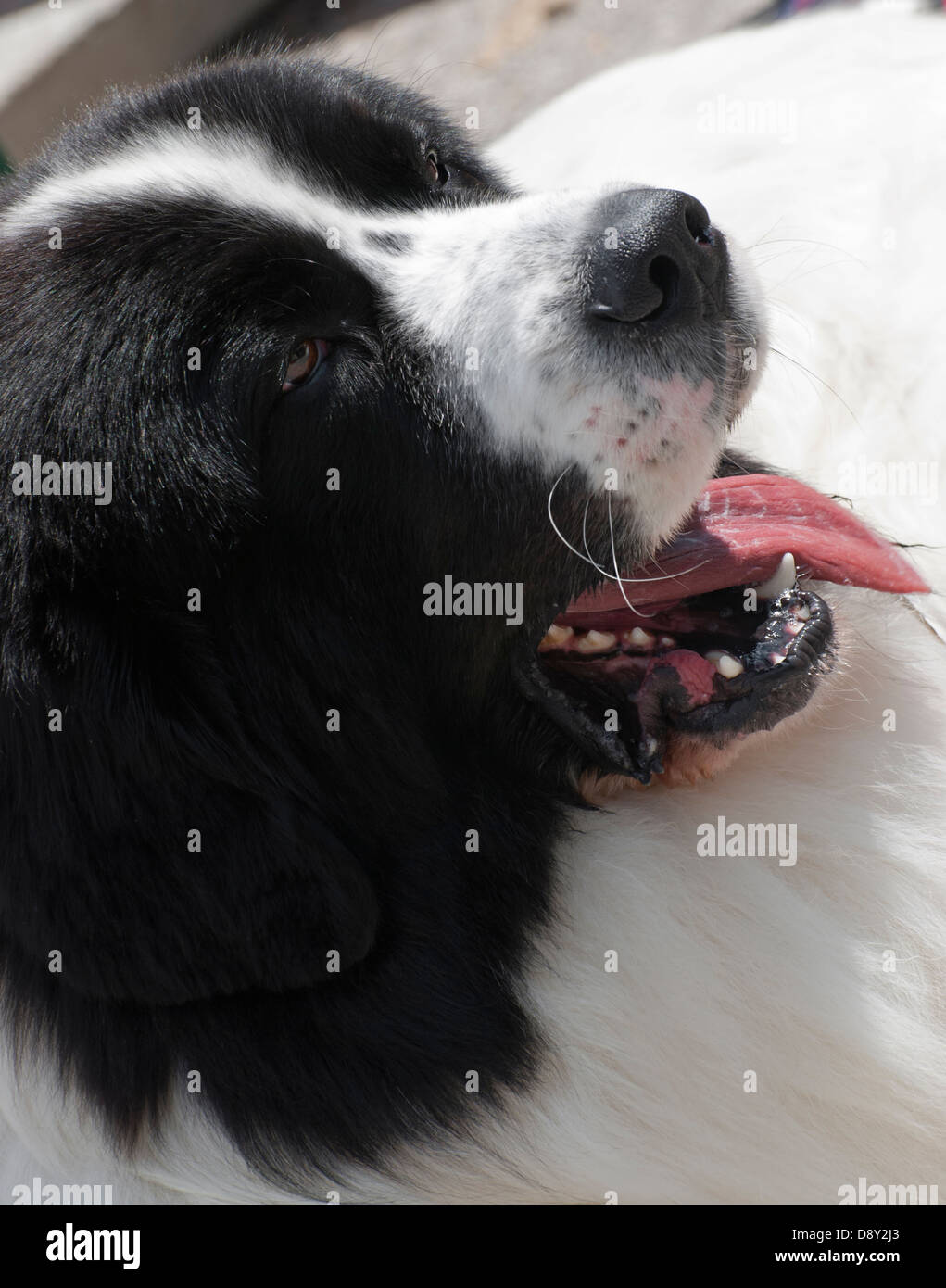 Big landseer dog with tongue Stock Photo - Alamy
