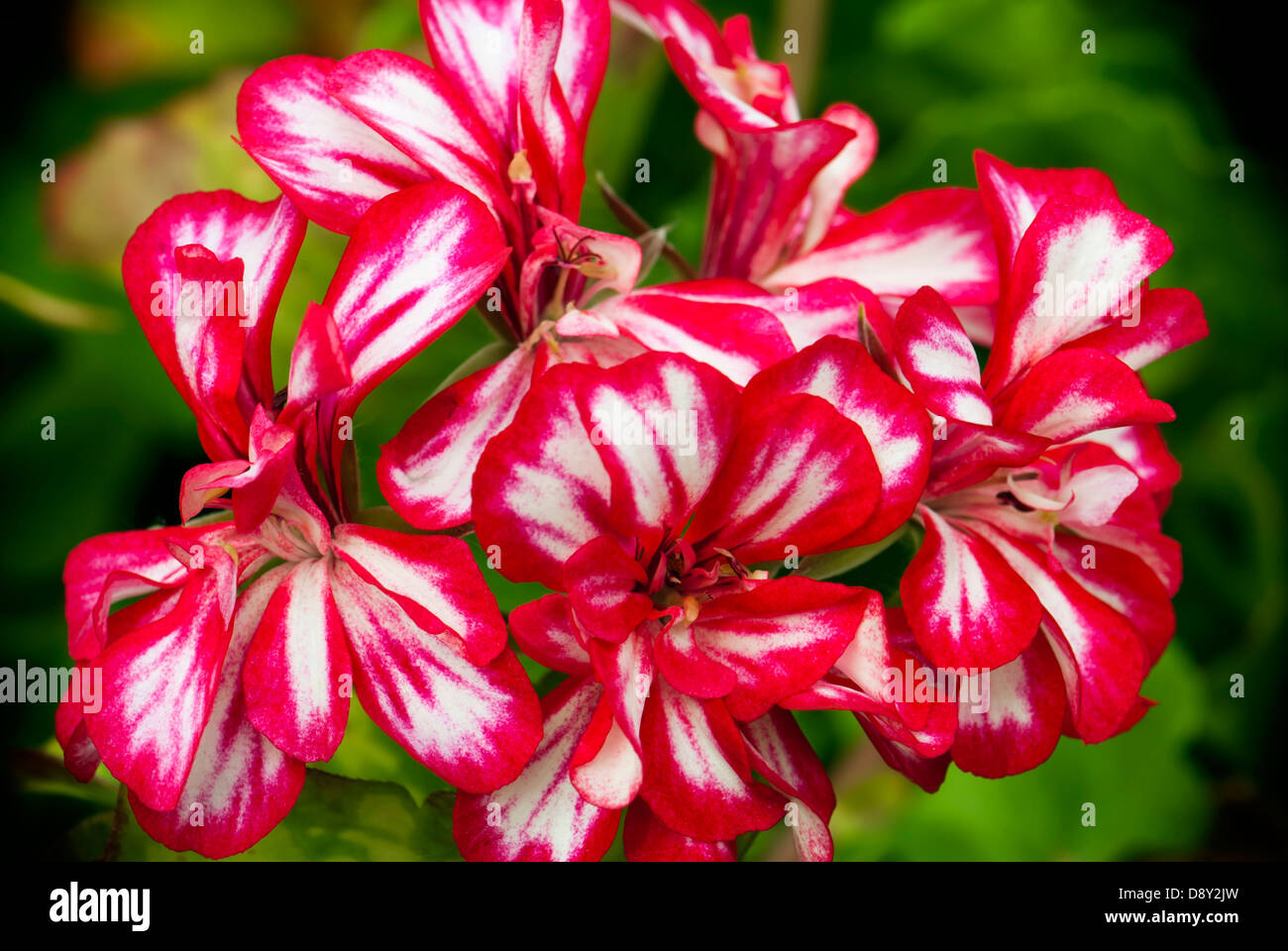Striped red flowers of pelargonium Stock Photo - Alamy