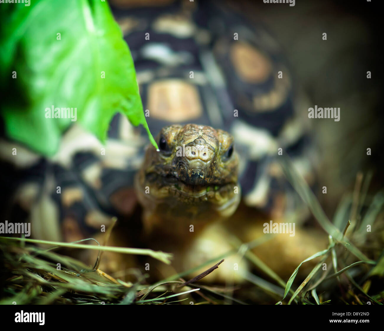 Leopard tortoise geochelone pardalis eating hi-res stock photography ...