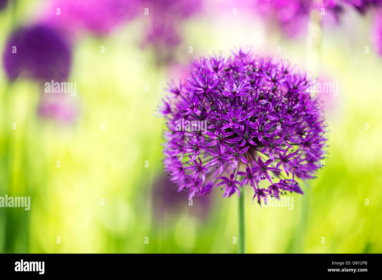 Allium hollandicum 'Purple Sensation'. Ornamental Onion flowers Stock ...