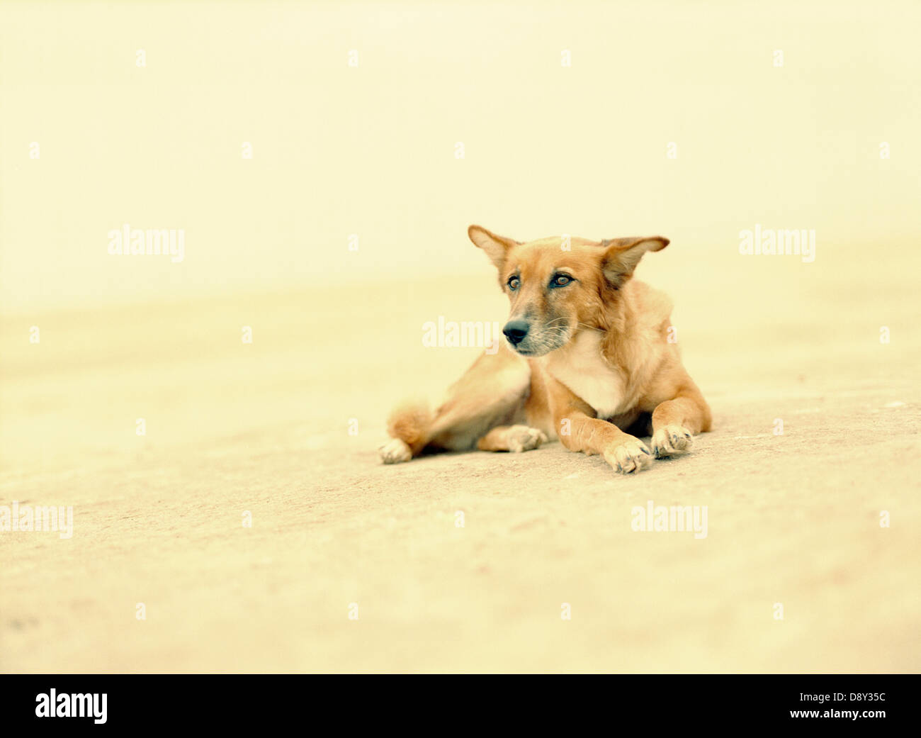 A dog in Tunisia's salt desert Stock Photo - Alamy