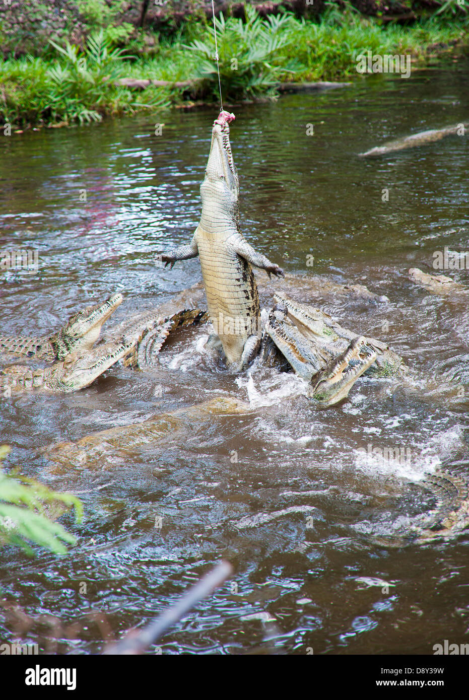 Feeding time with Crocodiles Stock Photo - Alamy