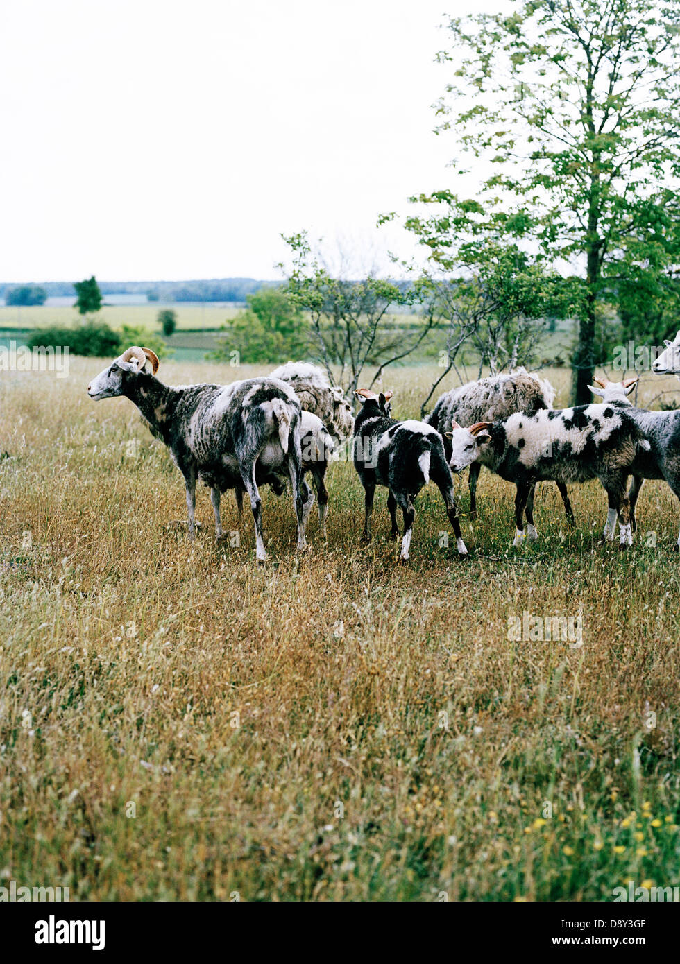 Sheep in a pasture Stock Photo - Alamy