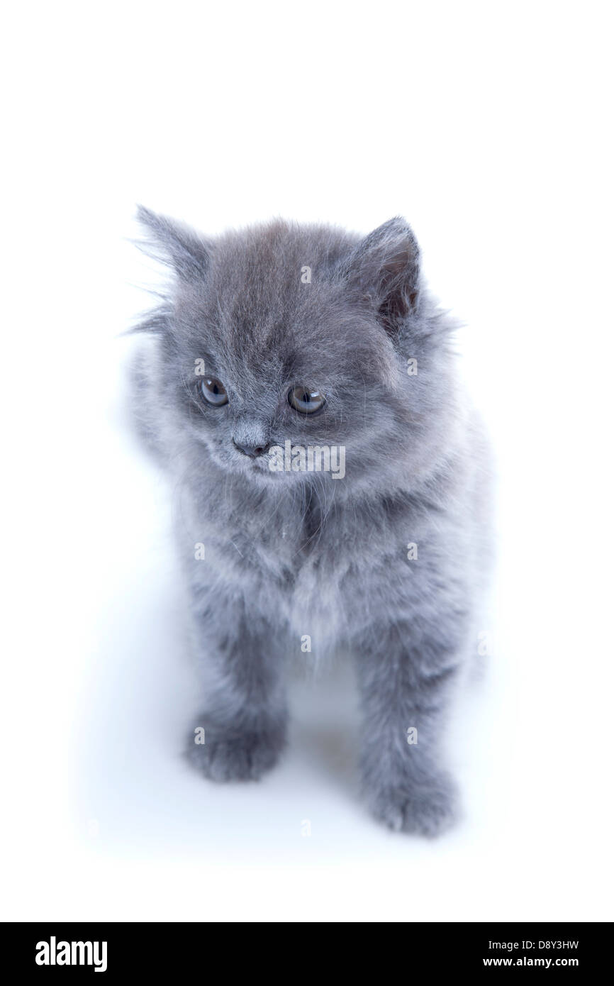 Little British blue cat isolated Stock Photo - Alamy