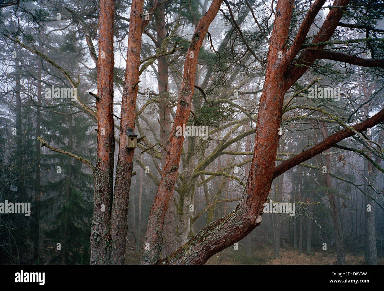 A nesting box on a conifer tree Stock Photo - Alamy