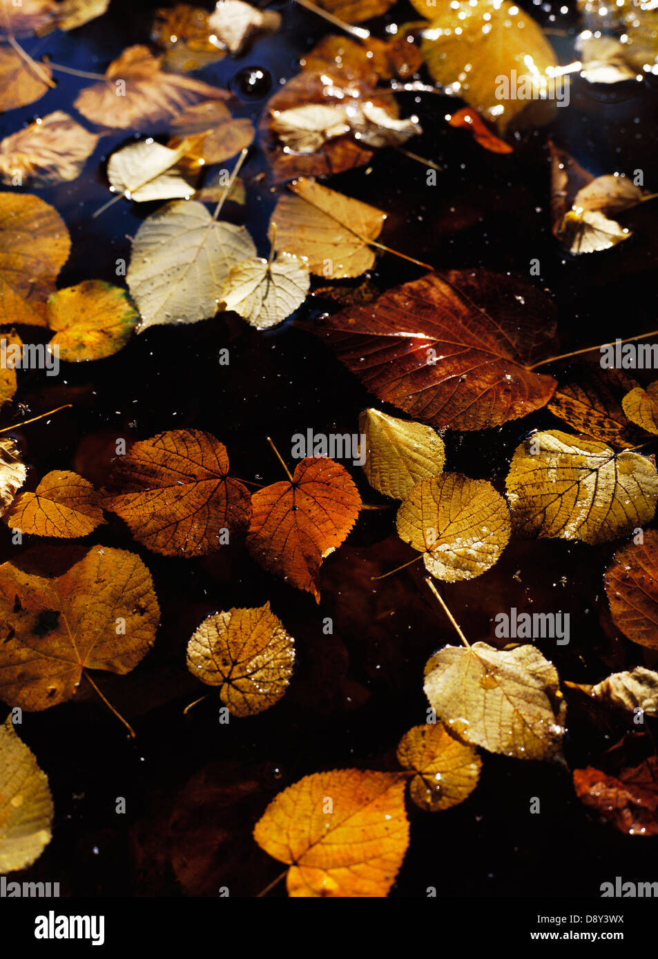Autumn leaves in water Stock Photo - Alamy