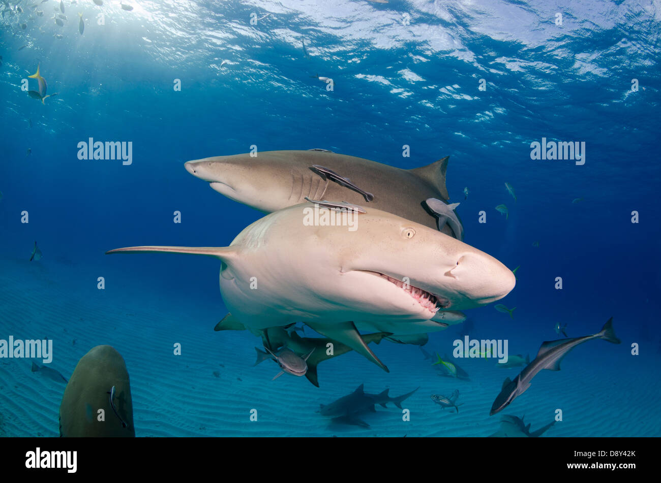Lemon Sharks, Negaprion brevirostris, Bahamas, Caribbean, Atlantic ...