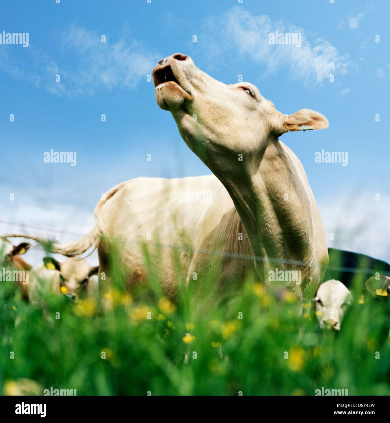 A mooing cow Stock Photo - Alamy