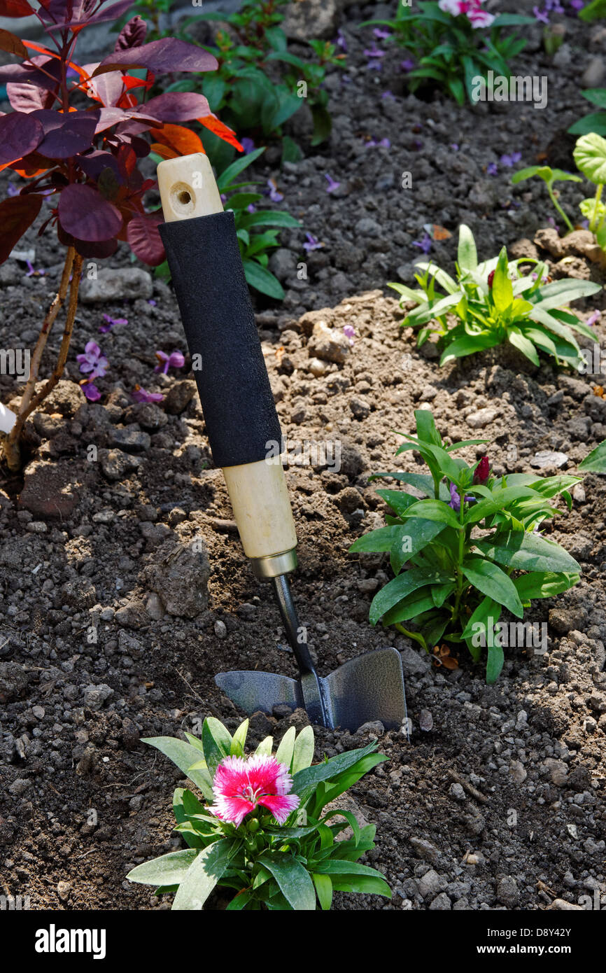 A garden trowel with newly planted flowers in soil Stock Photo - Alamy