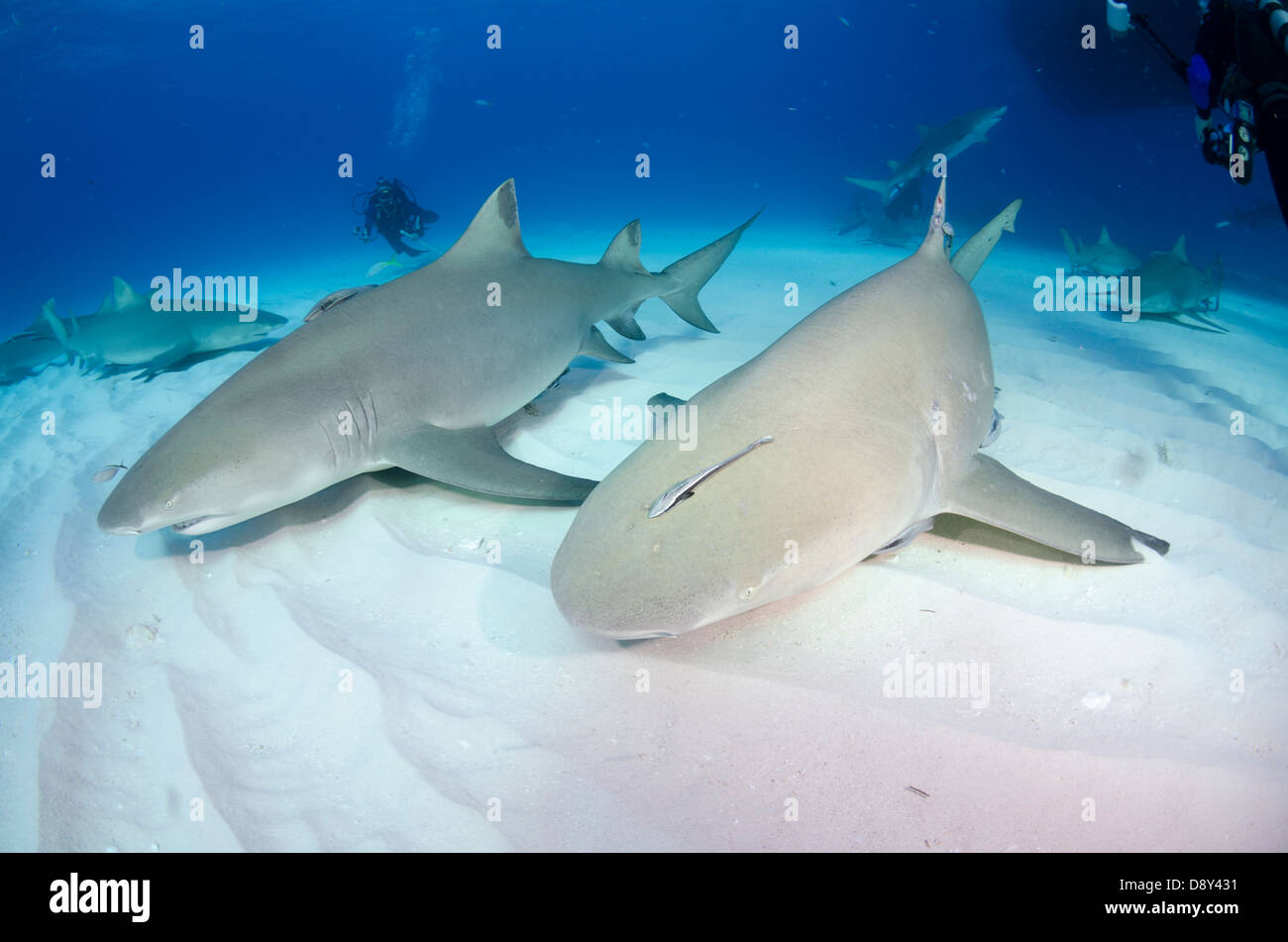 Lemon Sharks, Negaprion brevirostris, Bahamas Stock Photo - Alamy