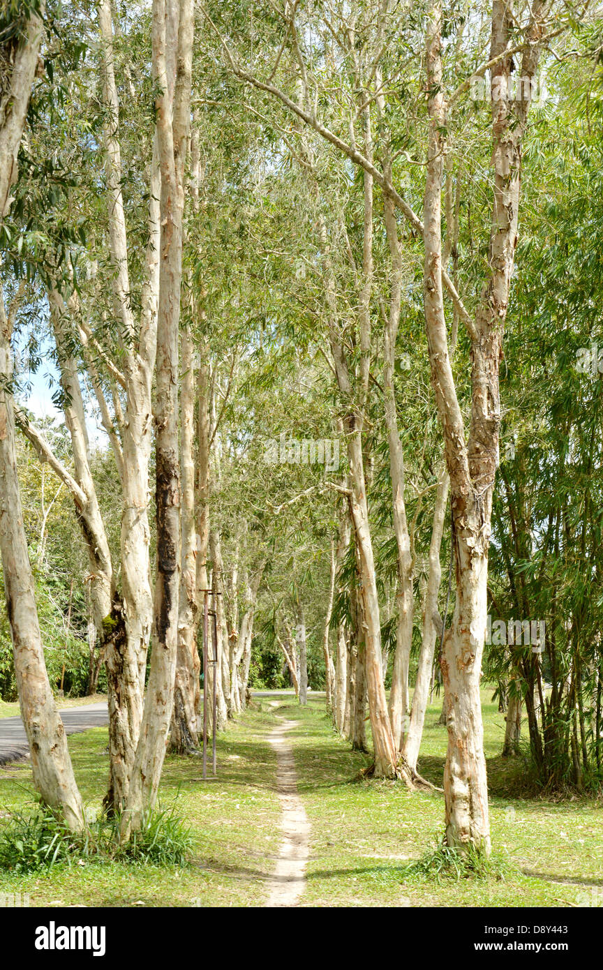 the path between the trees Stock Photo - Alamy