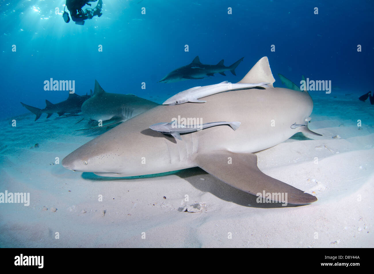 Sharp teeth shark feed hi-res stock photography and images - Alamy