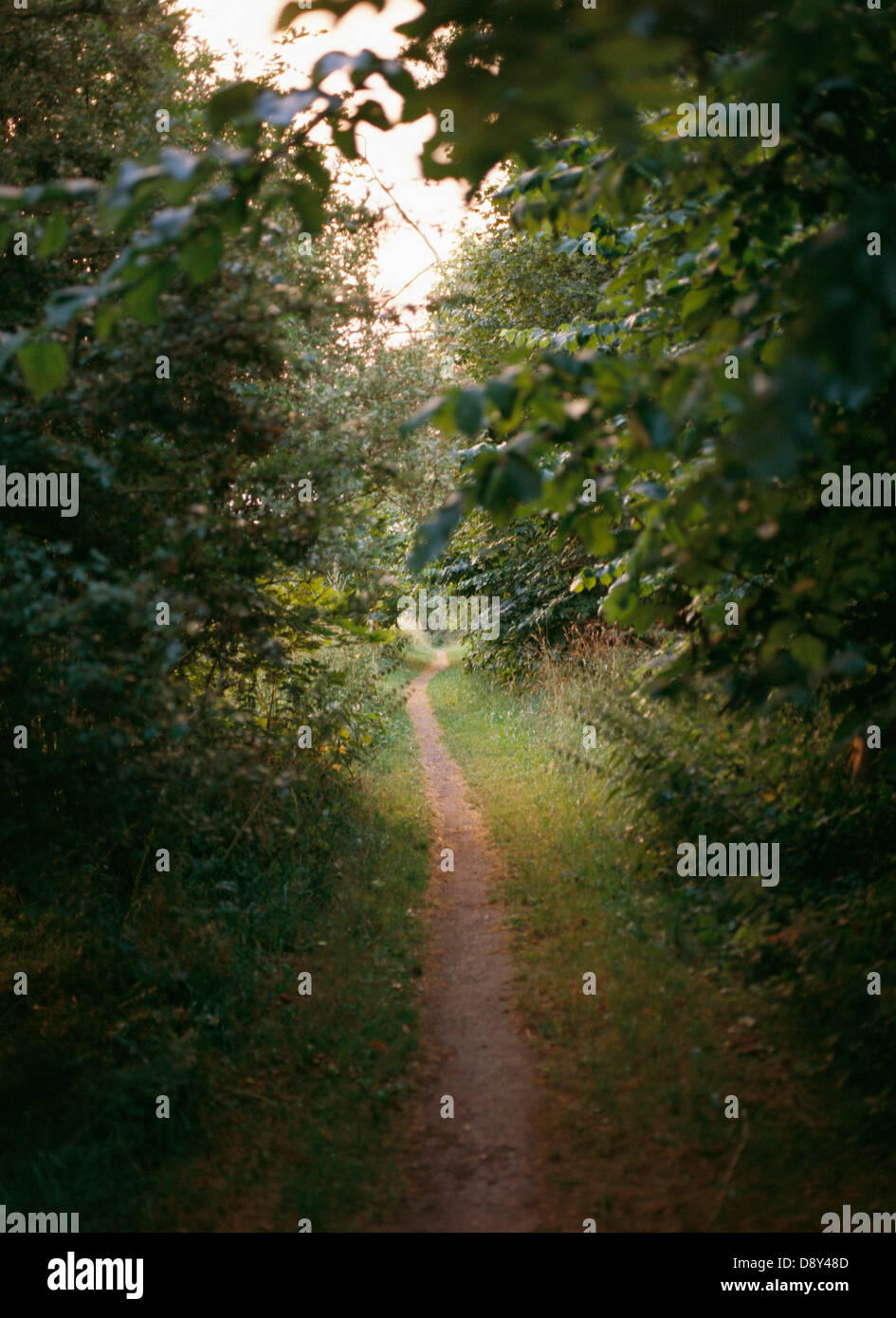 A Path between high bushes Stock Photo - Alamy