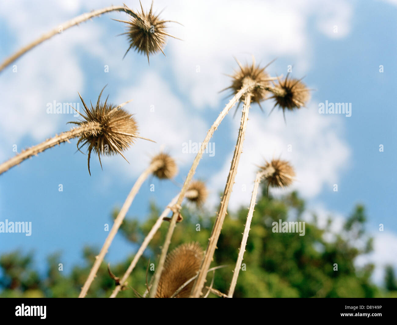 Thorns on thistles Stock Photo - Alamy