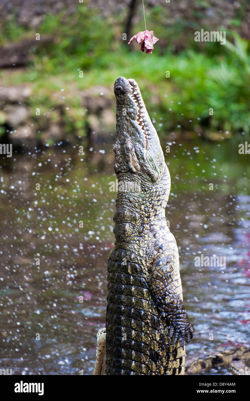 Feeding time with Crocodiles Stock Photo - Alamy
