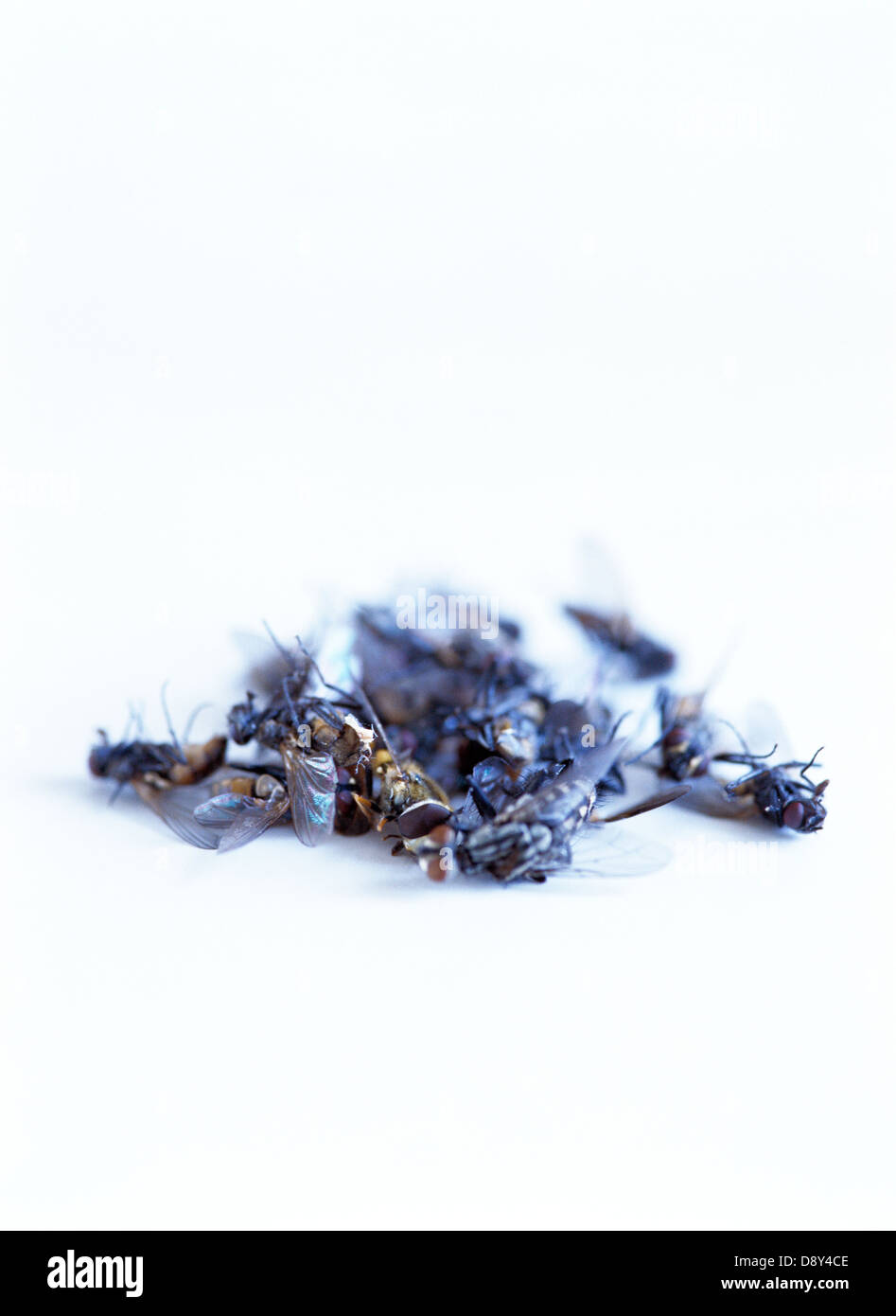 Close up flies on Cut Out Stock Images & Pictures - Alamy