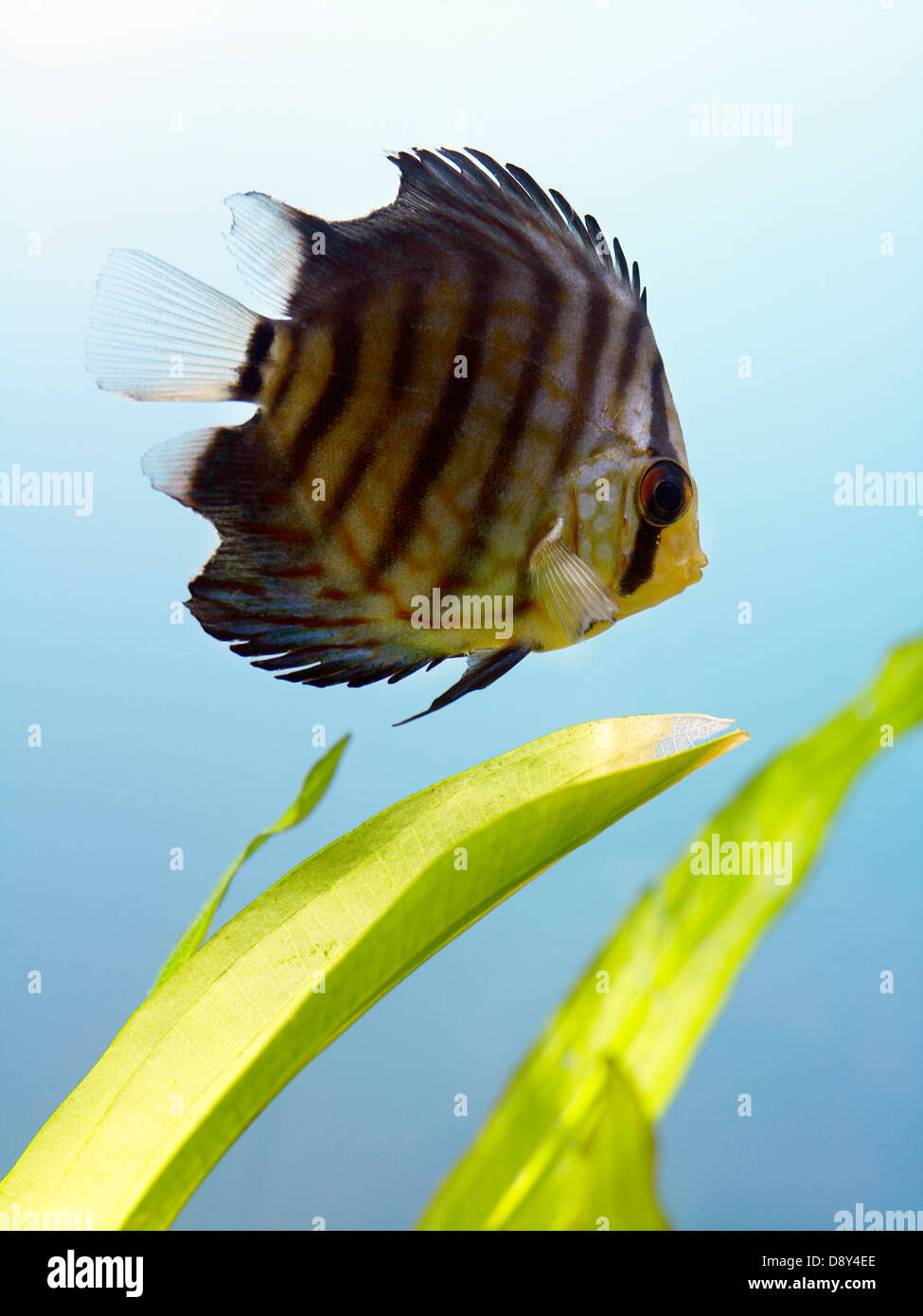 A striped aquarium fish, close-up Stock Photo - Alamy