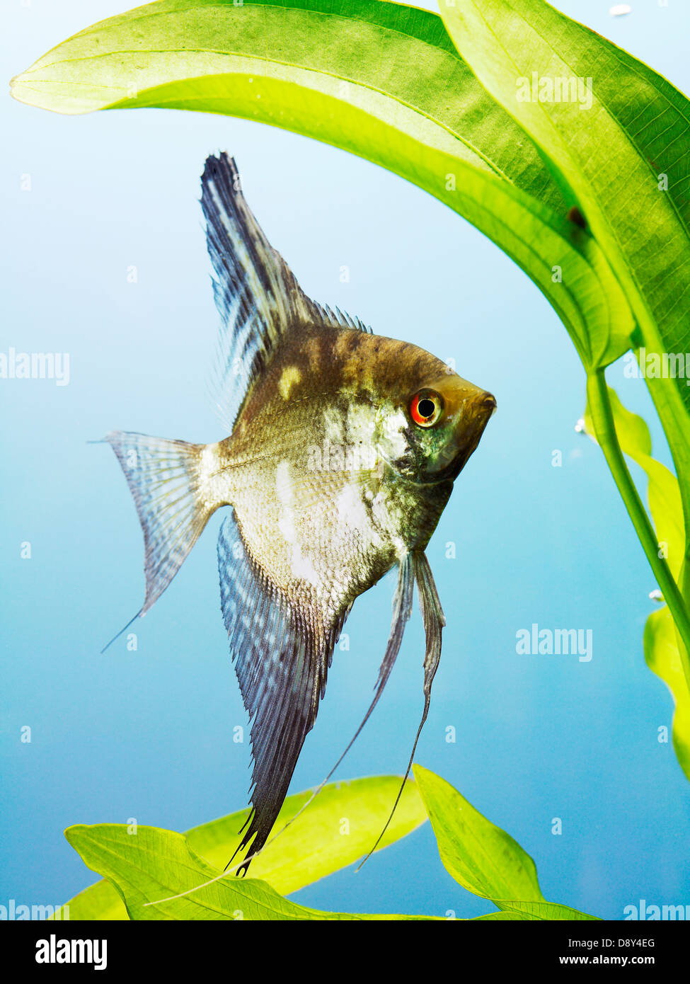 An aquarium fish, close-up Stock Photo - Alamy