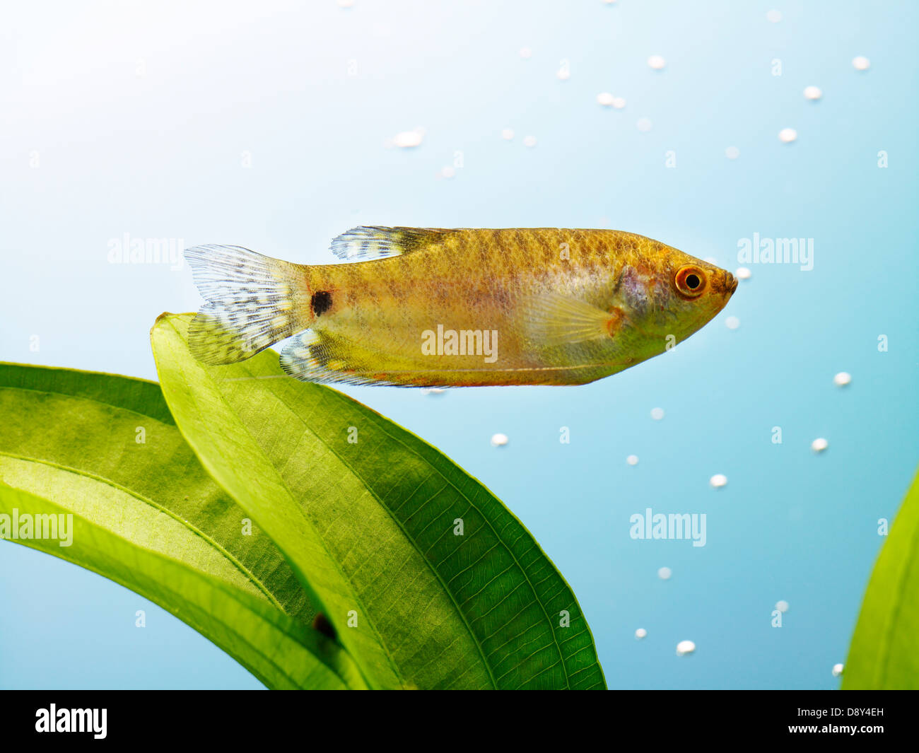 An aquarium fish, close-up Stock Photo - Alamy