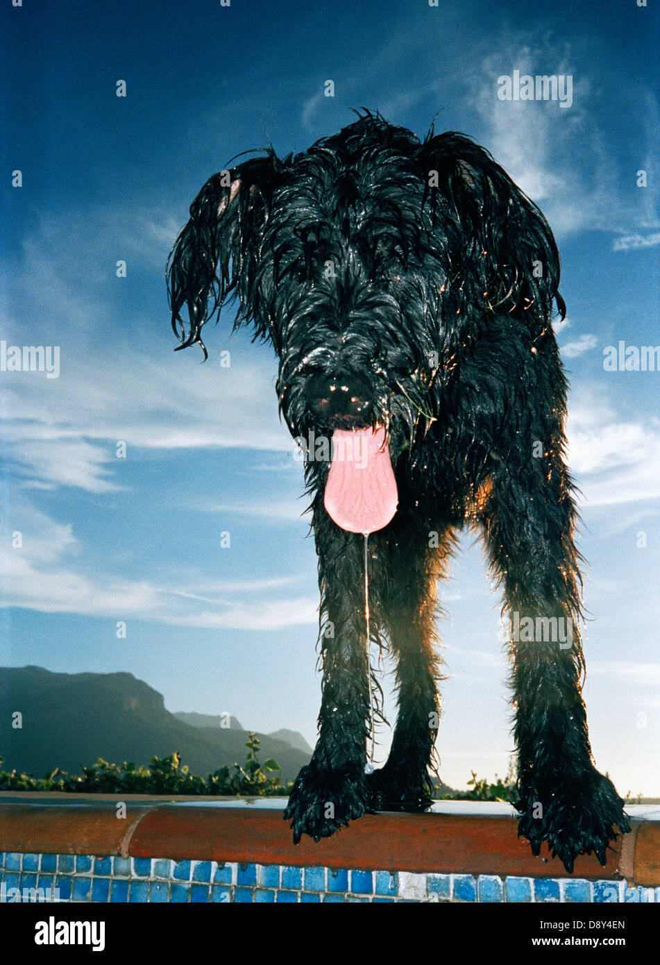 Dog bathing pool hi-res stock photography and images - Alamy