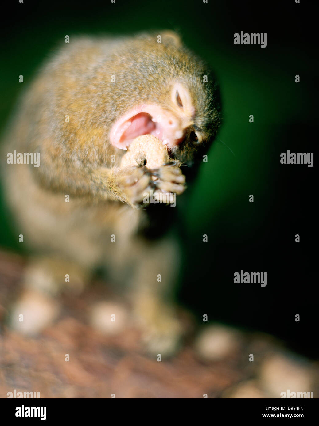 Pygmy marmoset eating hi-res stock photography and images - Alamy