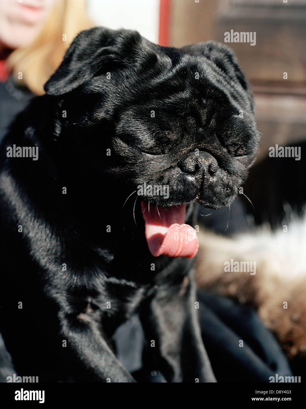 Close-up of a yawning dog Stock Photo - Alamy