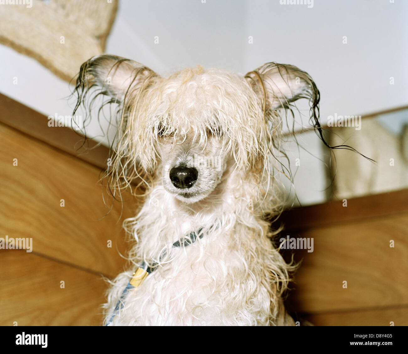 A wet dog Stock Photo - Alamy