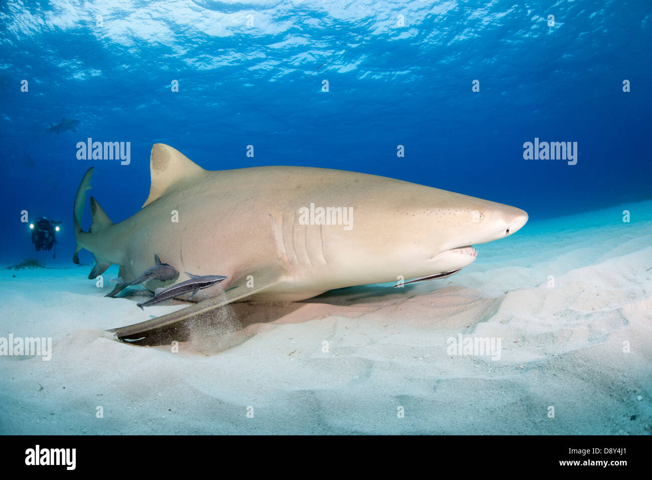Lemon Sharks, Negaprion brevirostris, Bahamas Stock Photo - Alamy