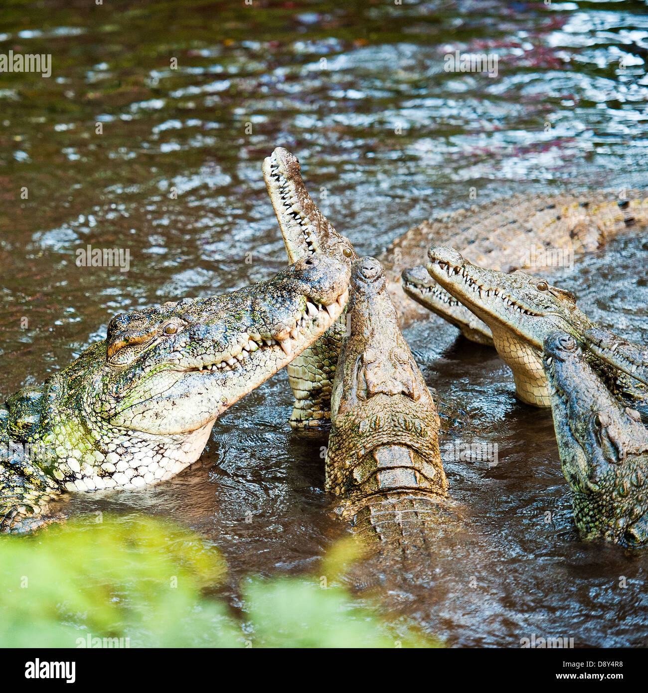 Feeding time with Crocodiles Stock Photo - Alamy