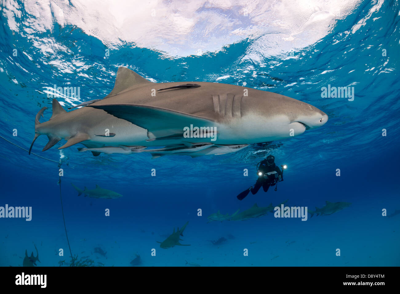 Lemon Sharks High Resolution Stock Photography and Images - Alamy