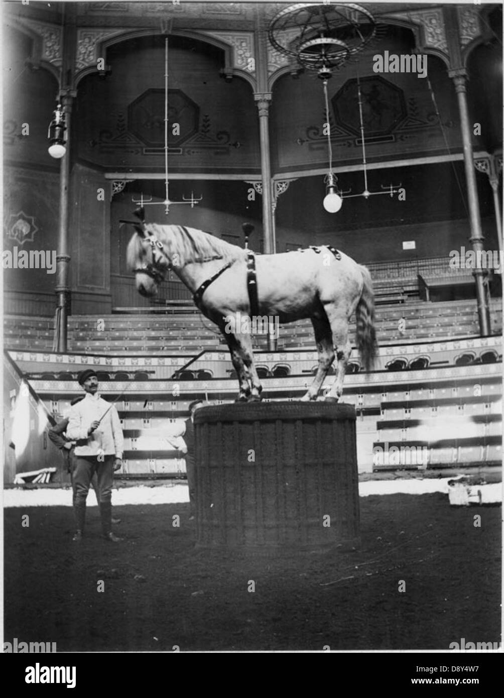 A 1905 photograph of a horse at Cirkus Hästar, a circus in Stockholm ...