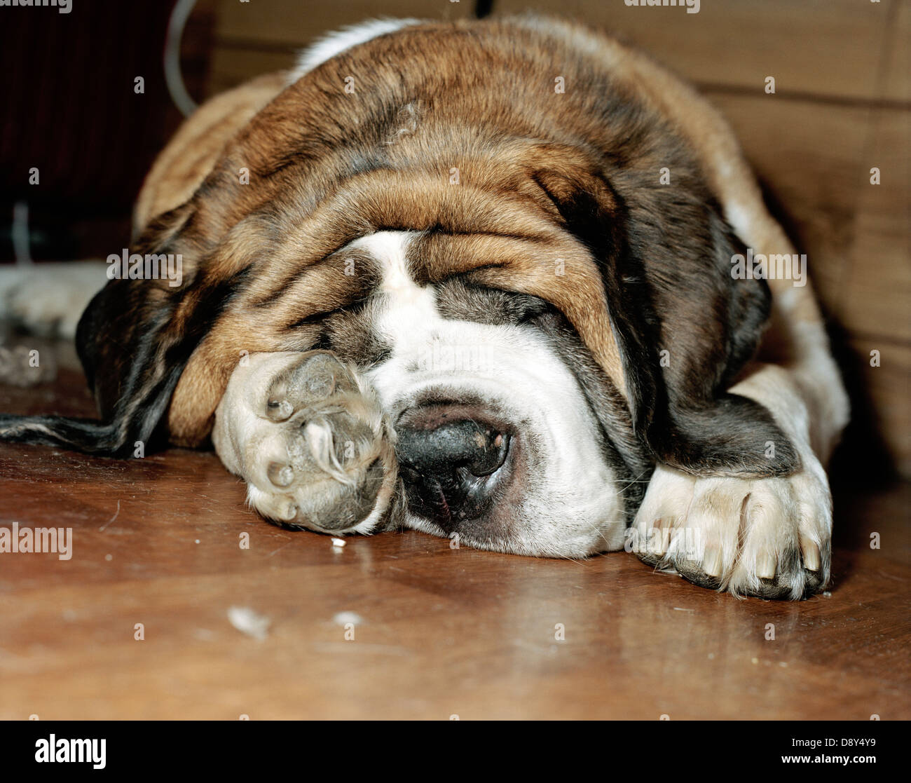 A sleeping dog Stock Photo - Alamy