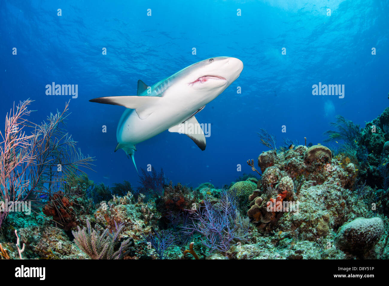 Injured shark hi-res stock photography and images - Alamy