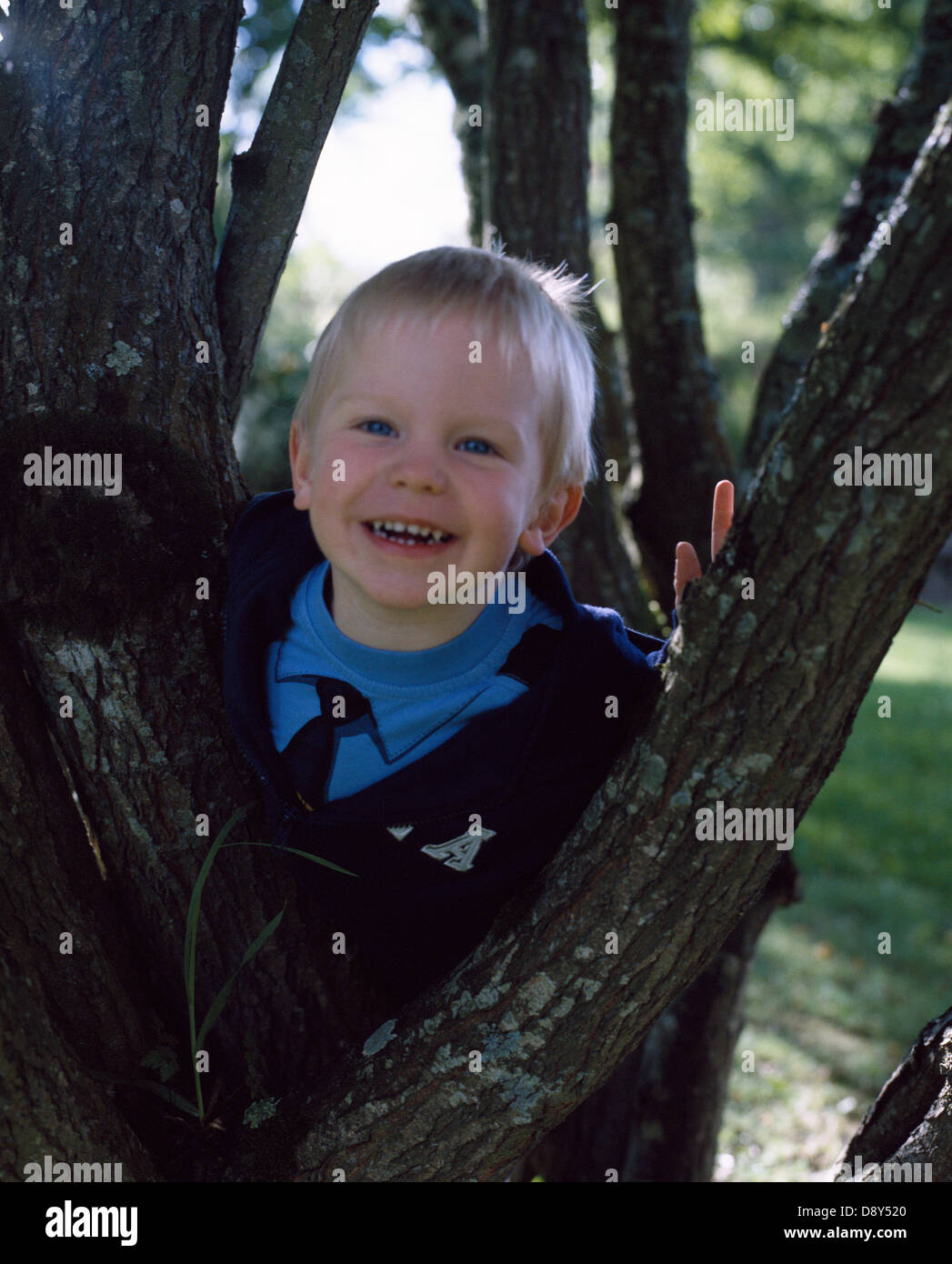 A boy climbing a tree Stock Photo - Alamy