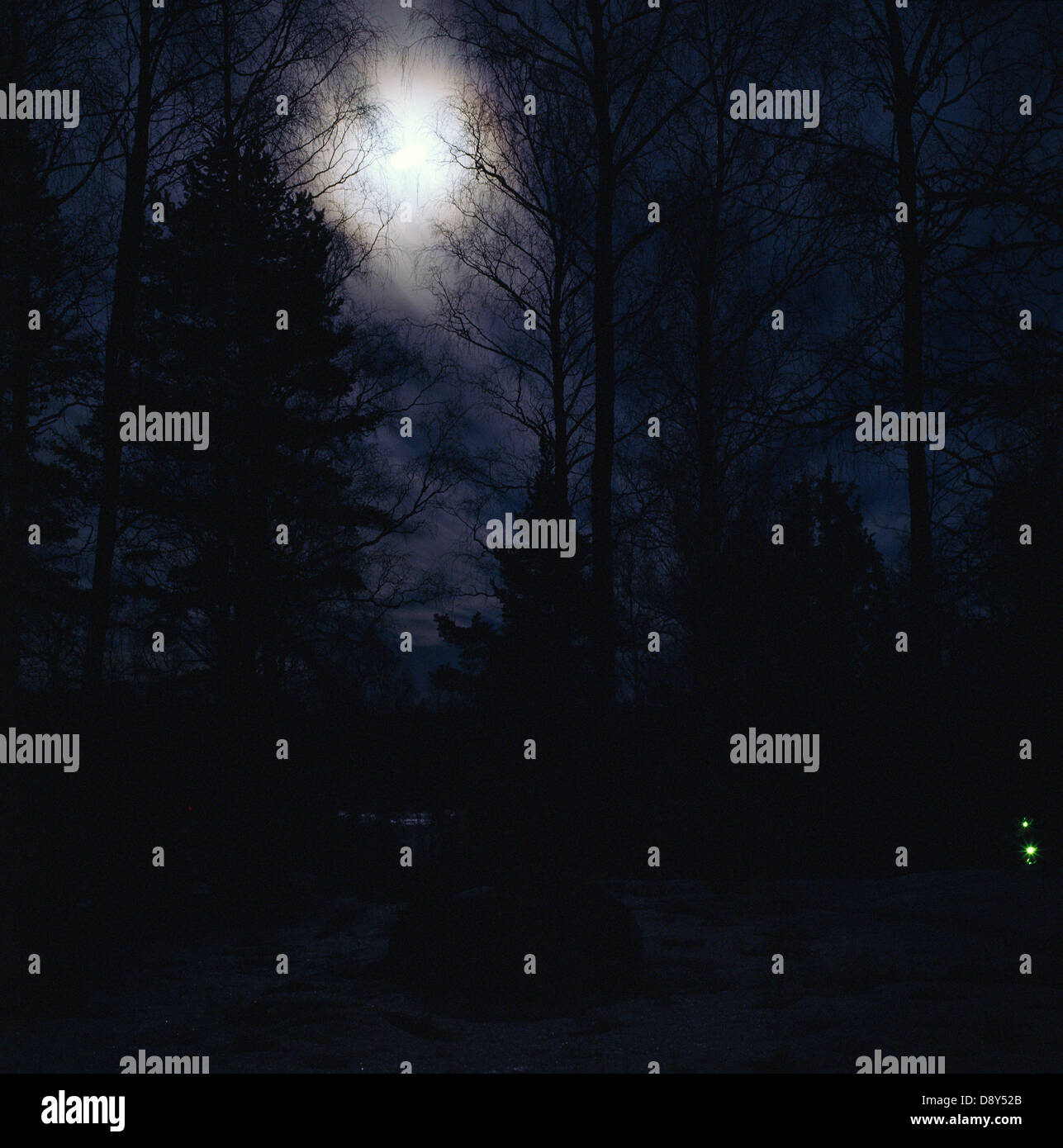 Trees in moonshine Stock Photo - Alamy