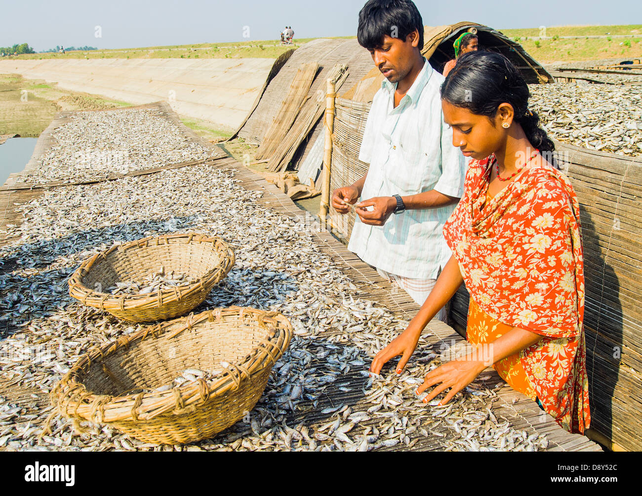 Sorting dried fish into baskets. Asia Asian Bangladeshi Female Women ...