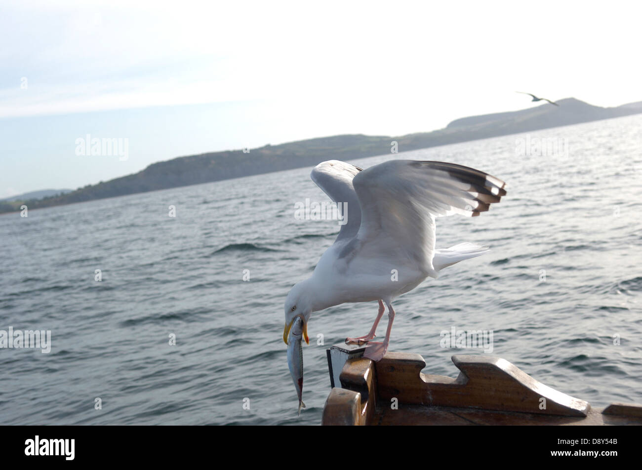 Seagull fishing boat beach hi-res stock photography and images - Alamy