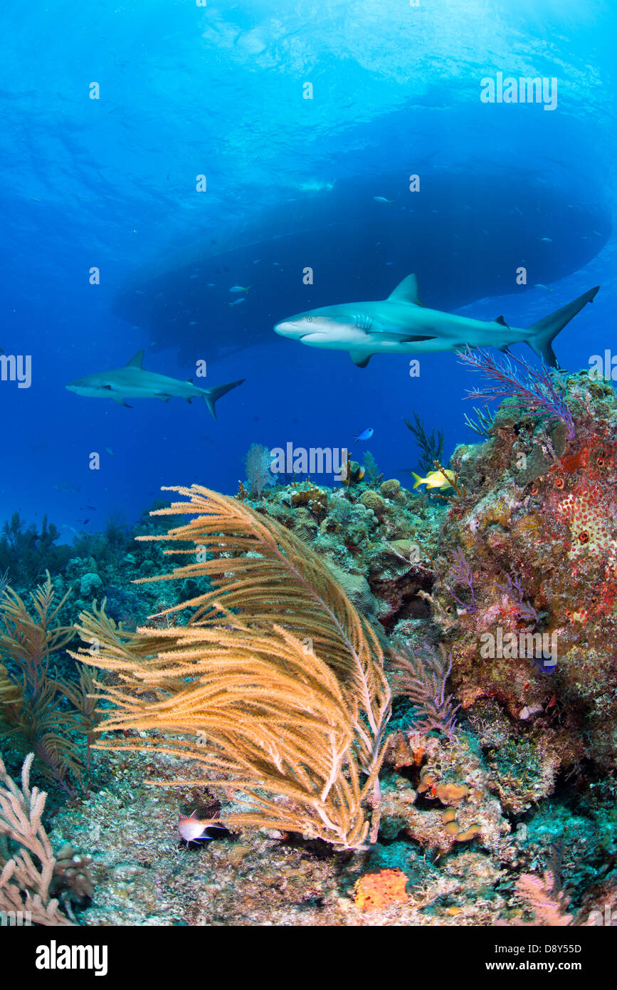 Caribbean reef sharks, Carcharhinus perezi, Bahamas, Caribbean ...