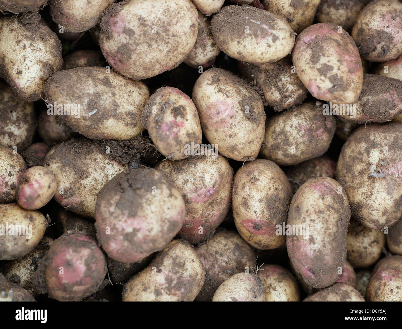 King edward potato harvest hi-res stock photography and images - Alamy