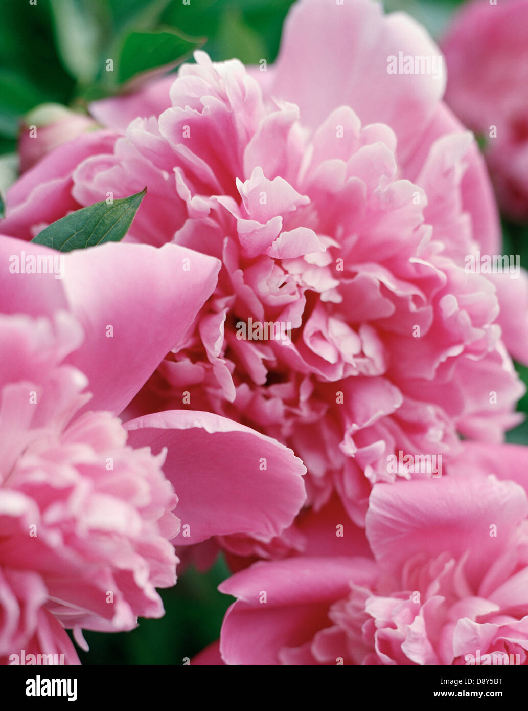 A peony, close-up Stock Photo - Alamy