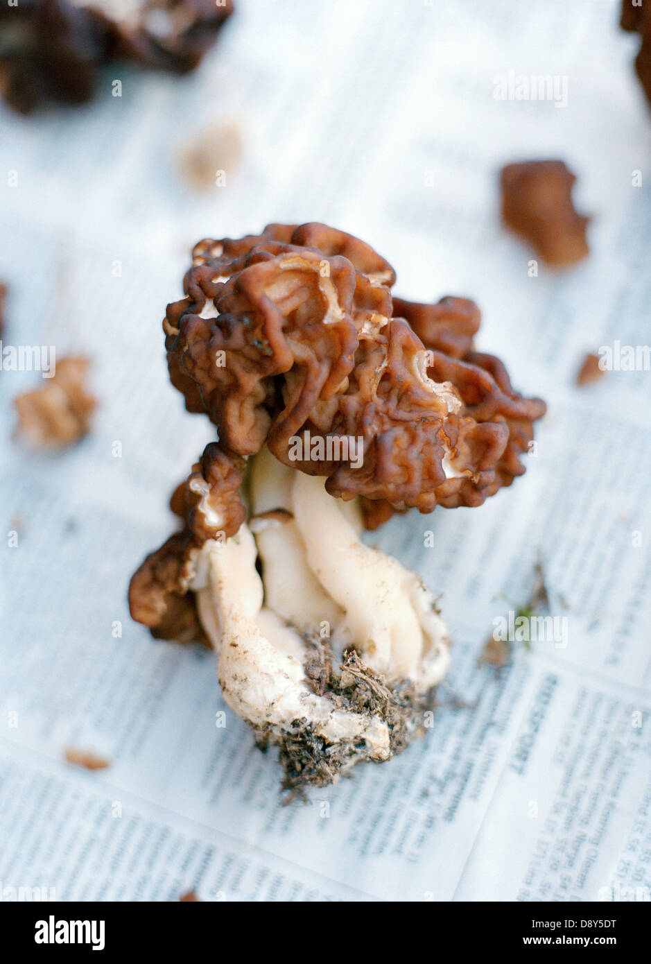 A morel, close-up Stock Photo - Alamy