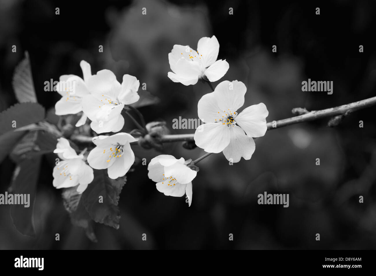 Blossom on a tree Stock Photo - Alamy
